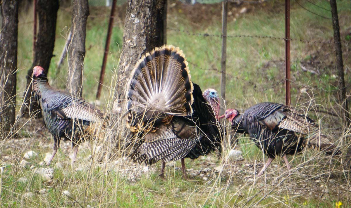 Thanksgiving from a birds eye view…. Wild Turkeys first appeared on the ...